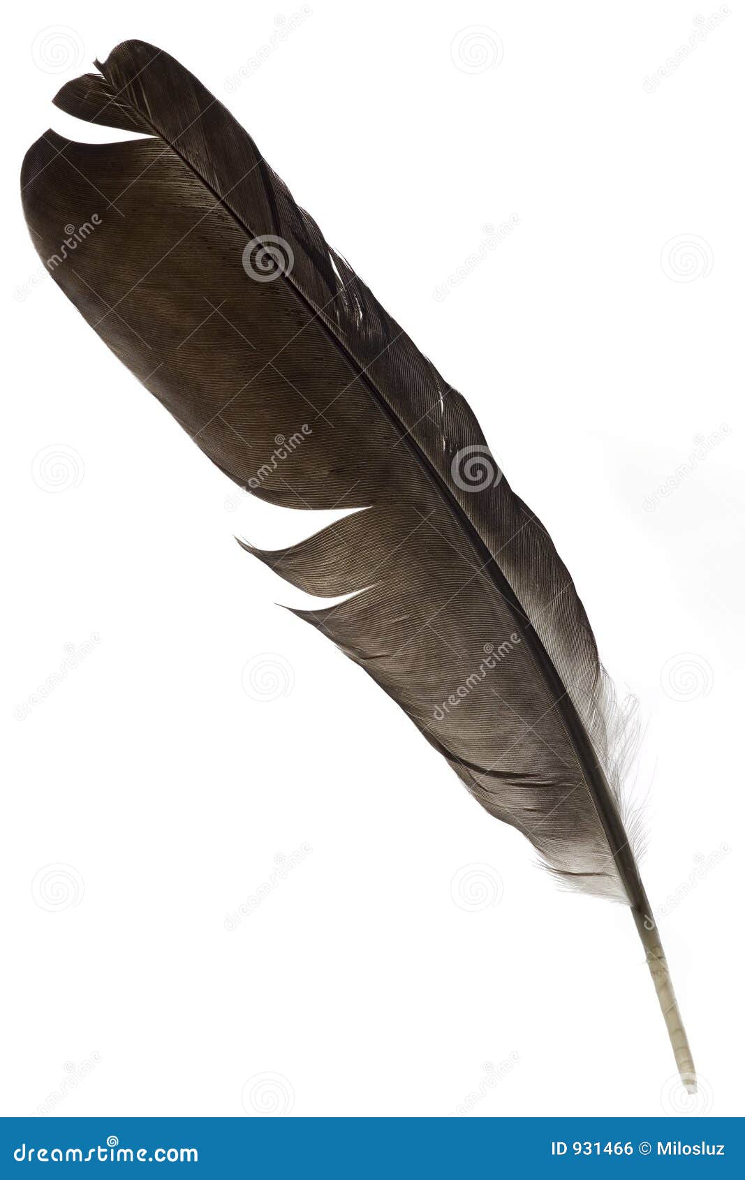 Piuma fotografia stock. Immagine di coda, piumaggio, giù - 931466