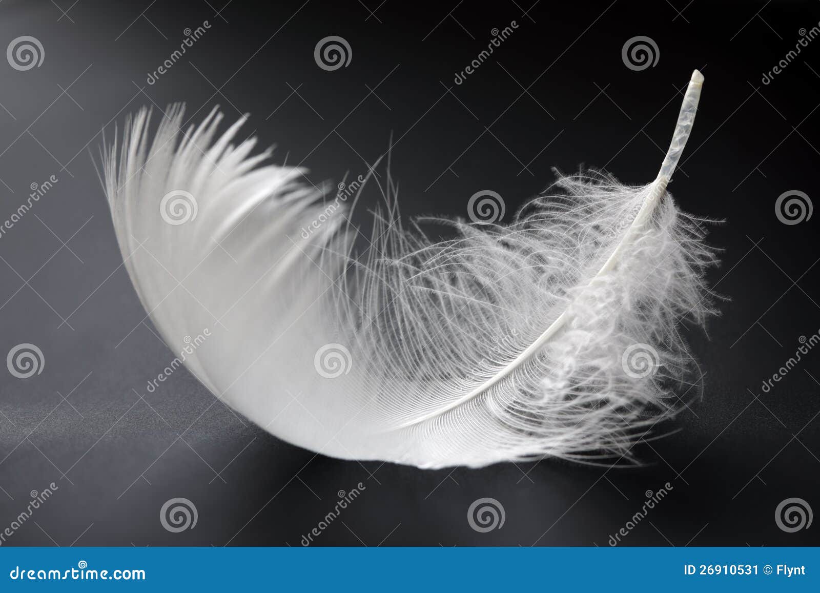 Piuma bianca immagine stock. Immagine di mosca, orizzontale - 26910531