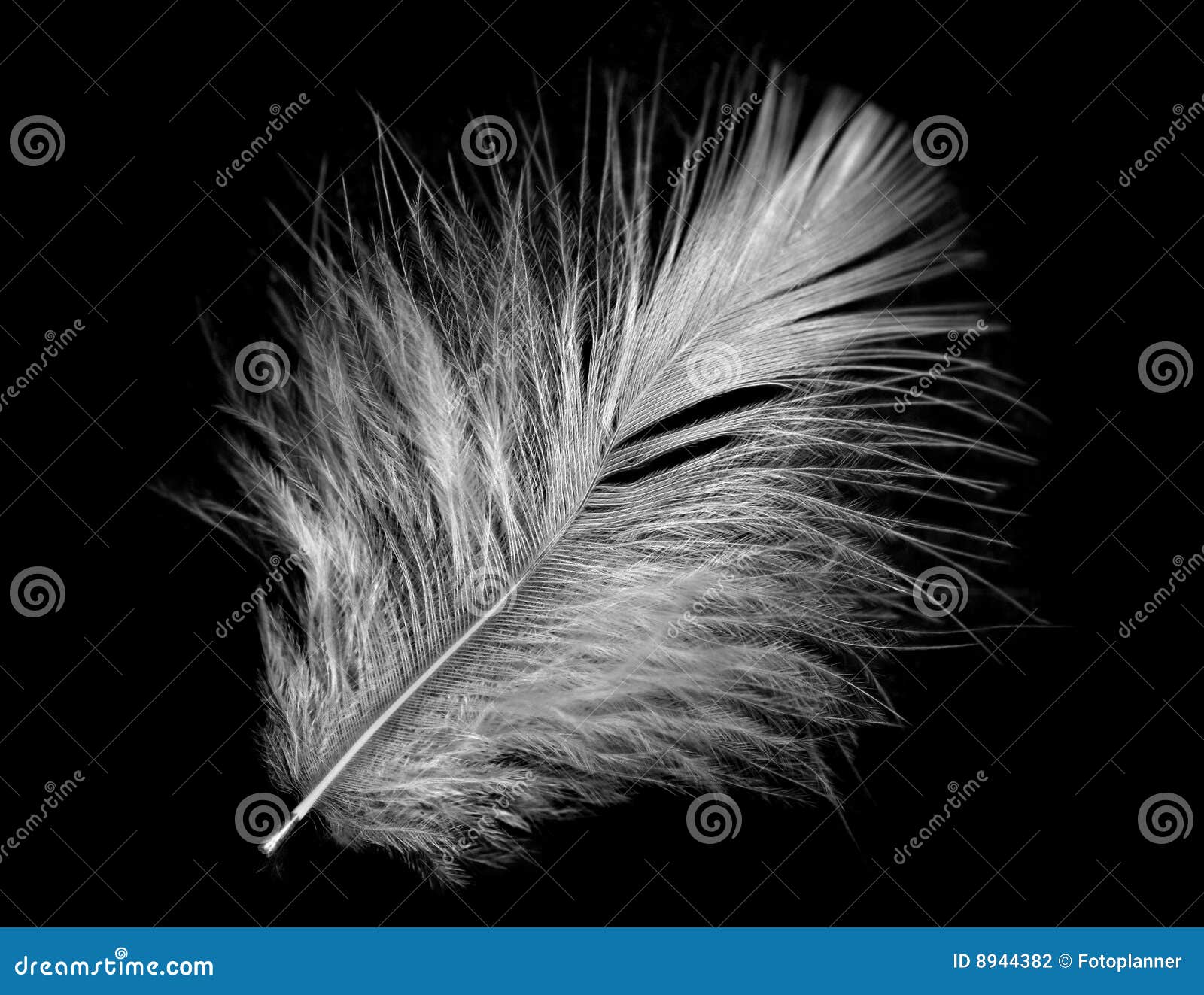 Piuma bianca fotografia stock. Immagine di lanuginoso - 8944382