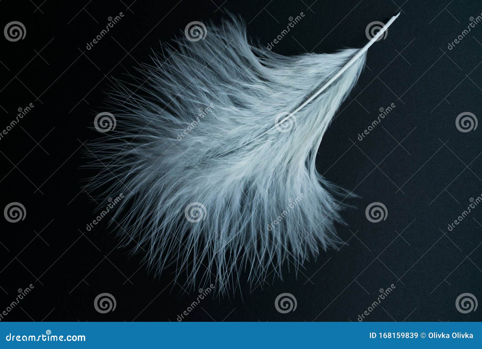 Piuma Bianca Isolata Su Fondo Nero Immagine Stock - Immagine di oggetto ...