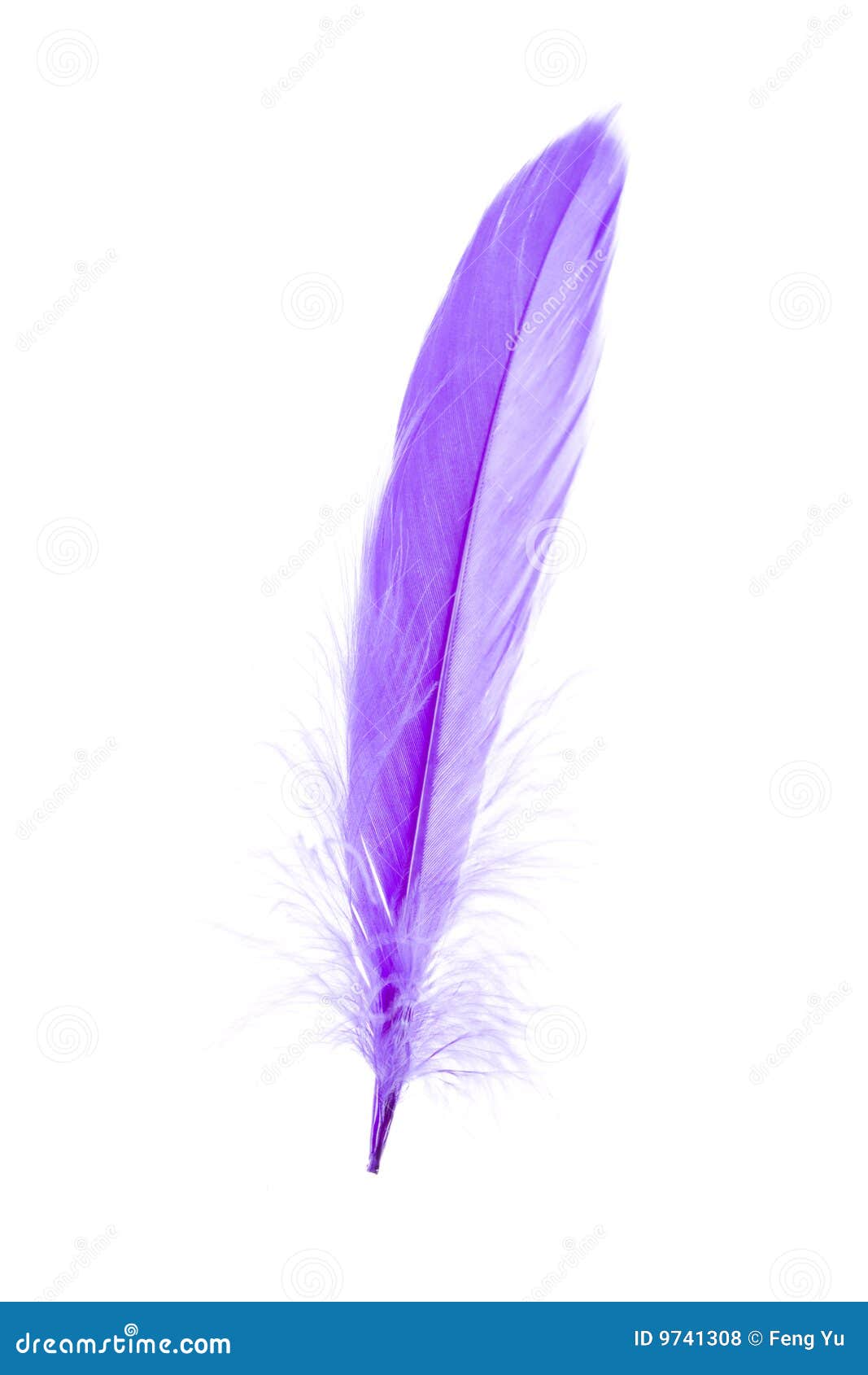 Piuma blu fotografia stock. Immagine di viola, isolato - 9741308
