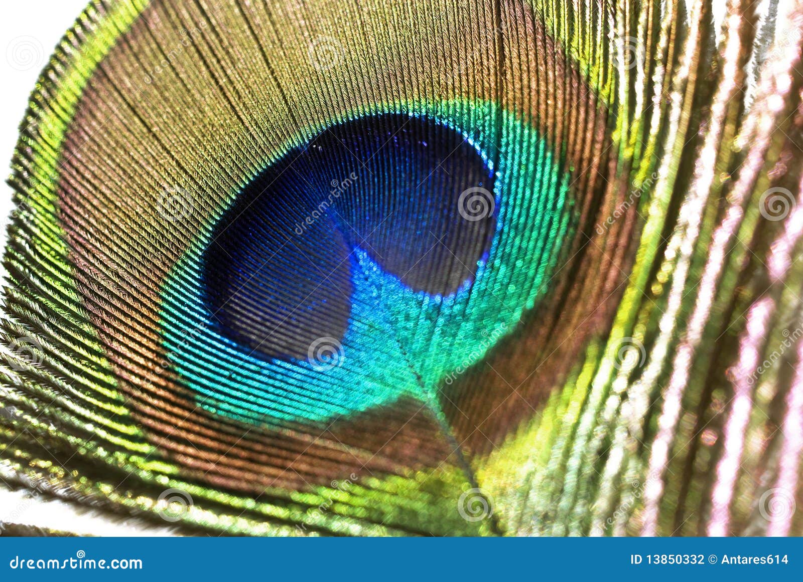 Piuma del pavone fotografia stock. Immagine di pavone - 13850332