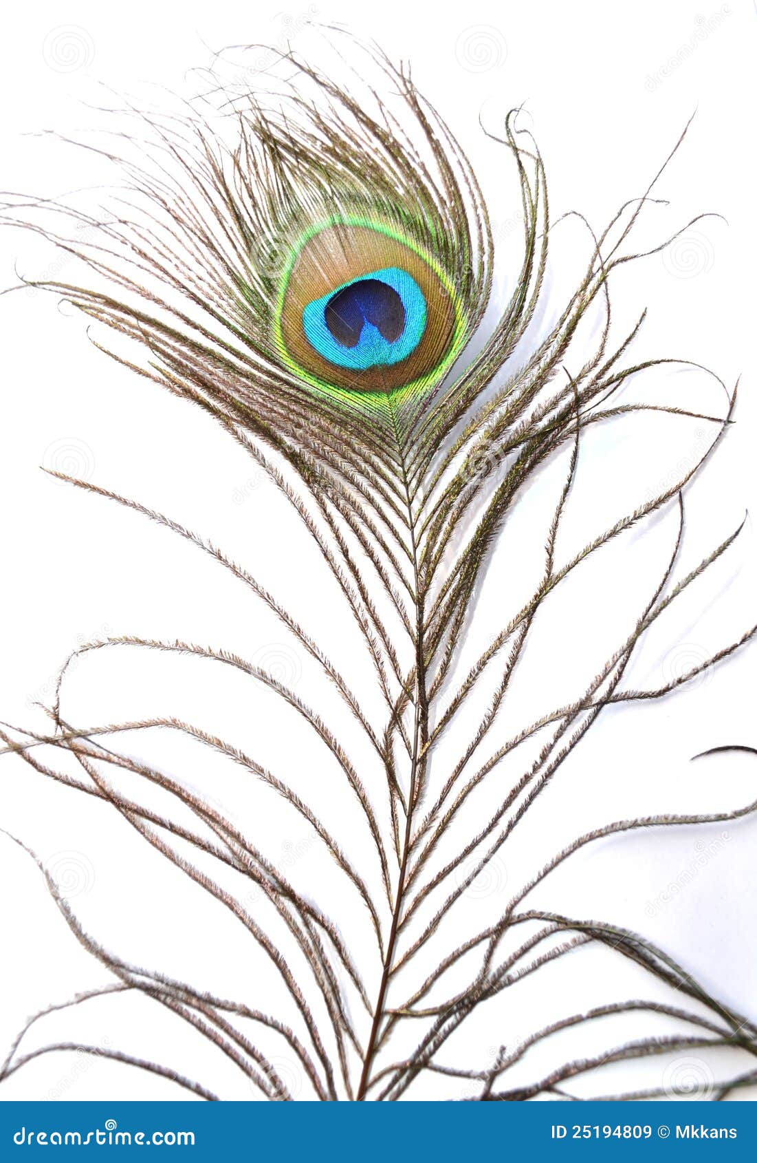 Piuma del pavone immagine stock. Immagine di reale, originale - 25194809
