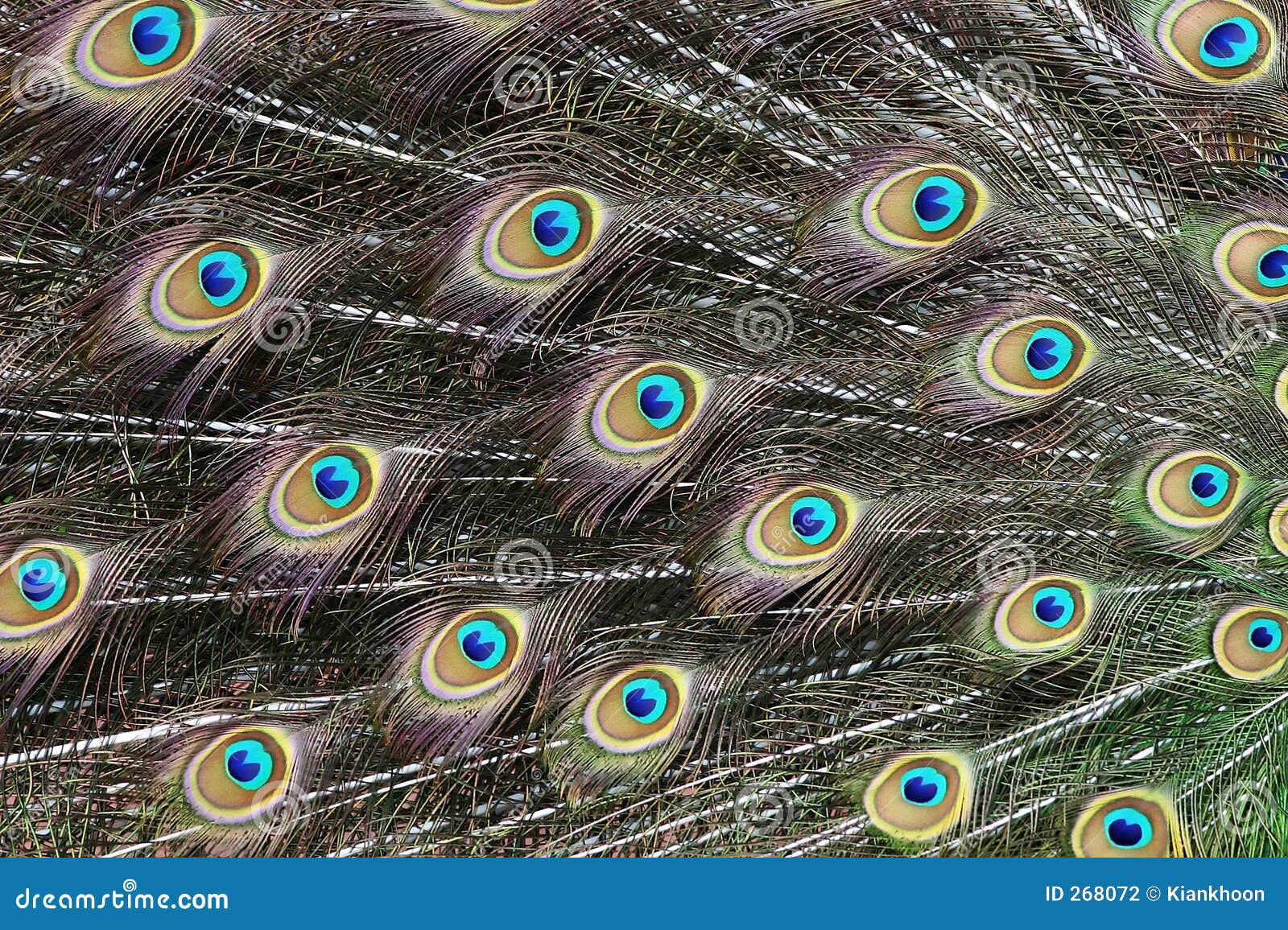 Piuma del pavone fotografia stock. Immagine di animali - 268072