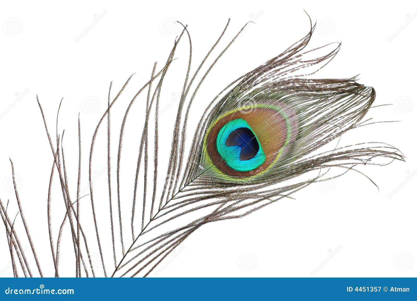Piuma del pavone immagine stock. Immagine di isolato, piume - 4451357