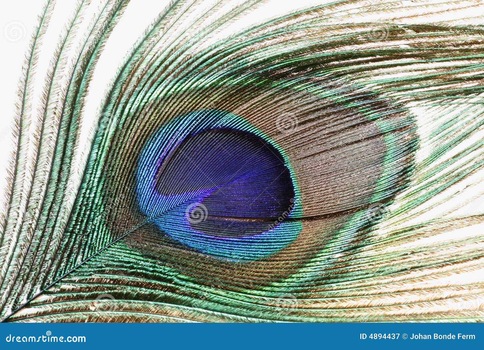 Piuma del pavone immagine stock. Immagine di macro, piume - 4894437