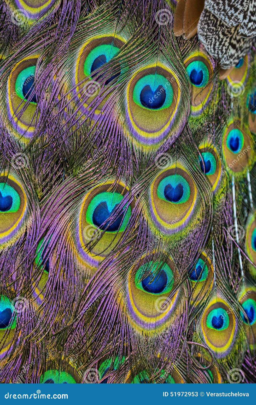 Piuma del pavone immagine stock. Immagine di eleganza - 51972953