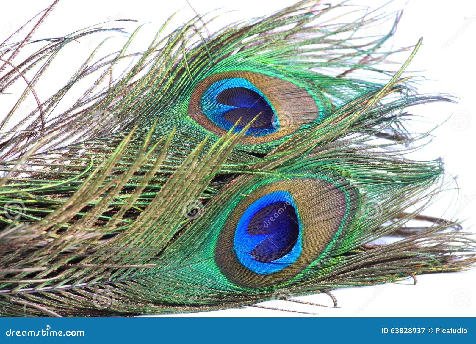 Piuma del pavone immagine stock. Immagine di pavone, piume - 63828937
