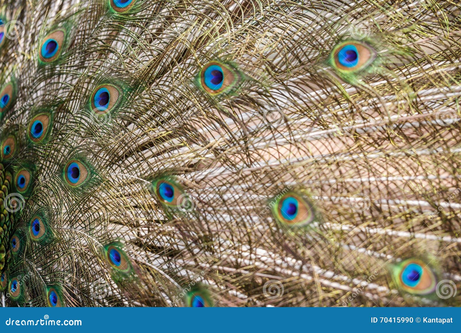 Piuma del pavone fotografia stock. Immagine di orizzontale - 70415990
