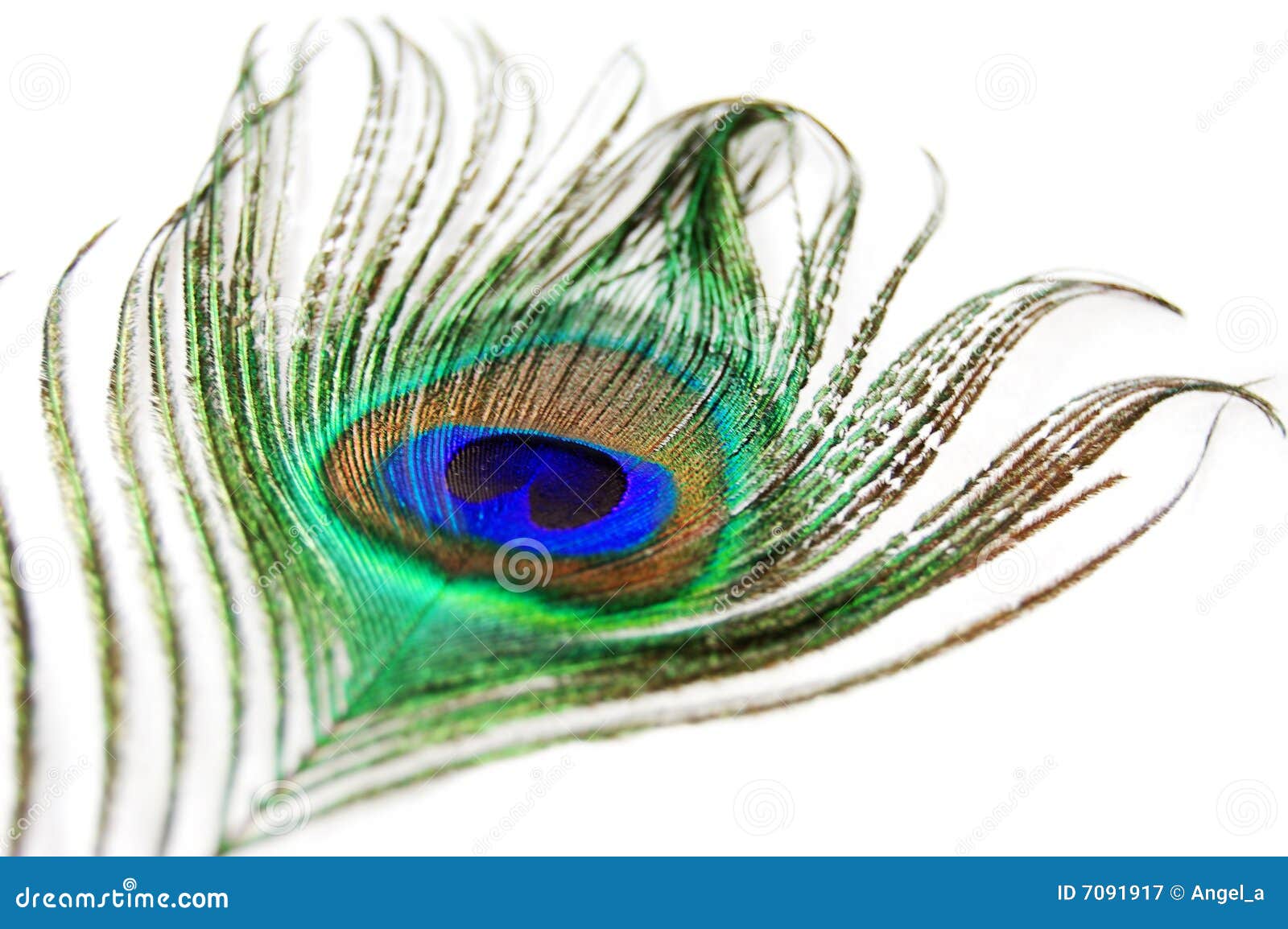 Piuma del pavone immagine stock. Immagine di luminoso - 7091917