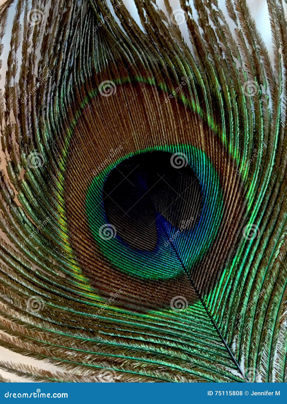 Piuma del pavone fotografia stock. Immagine di luminoso - 75115808