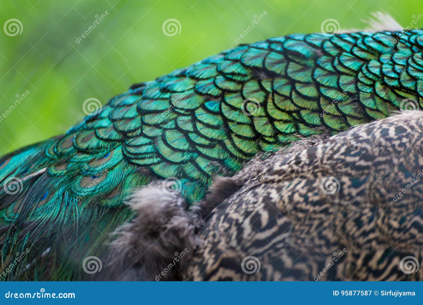Piuma del pavone immagine stock. Immagine di bellezza - 95877587