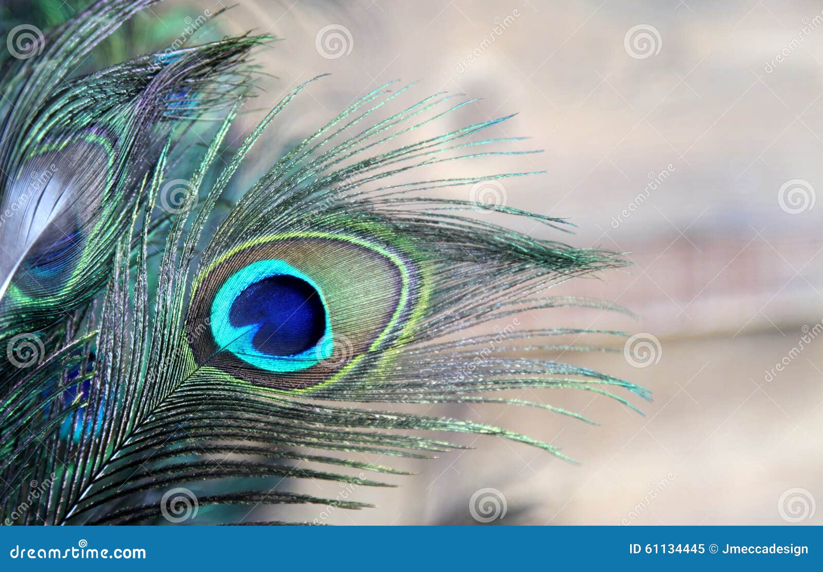 Piuma Del Pavone Blu E Verde Immagine Stock - Immagine di uccello ...