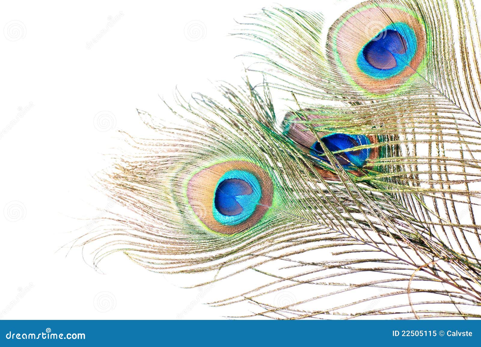 Piuma del pavone su bianco immagine stock. Immagine di foglio - 22505115