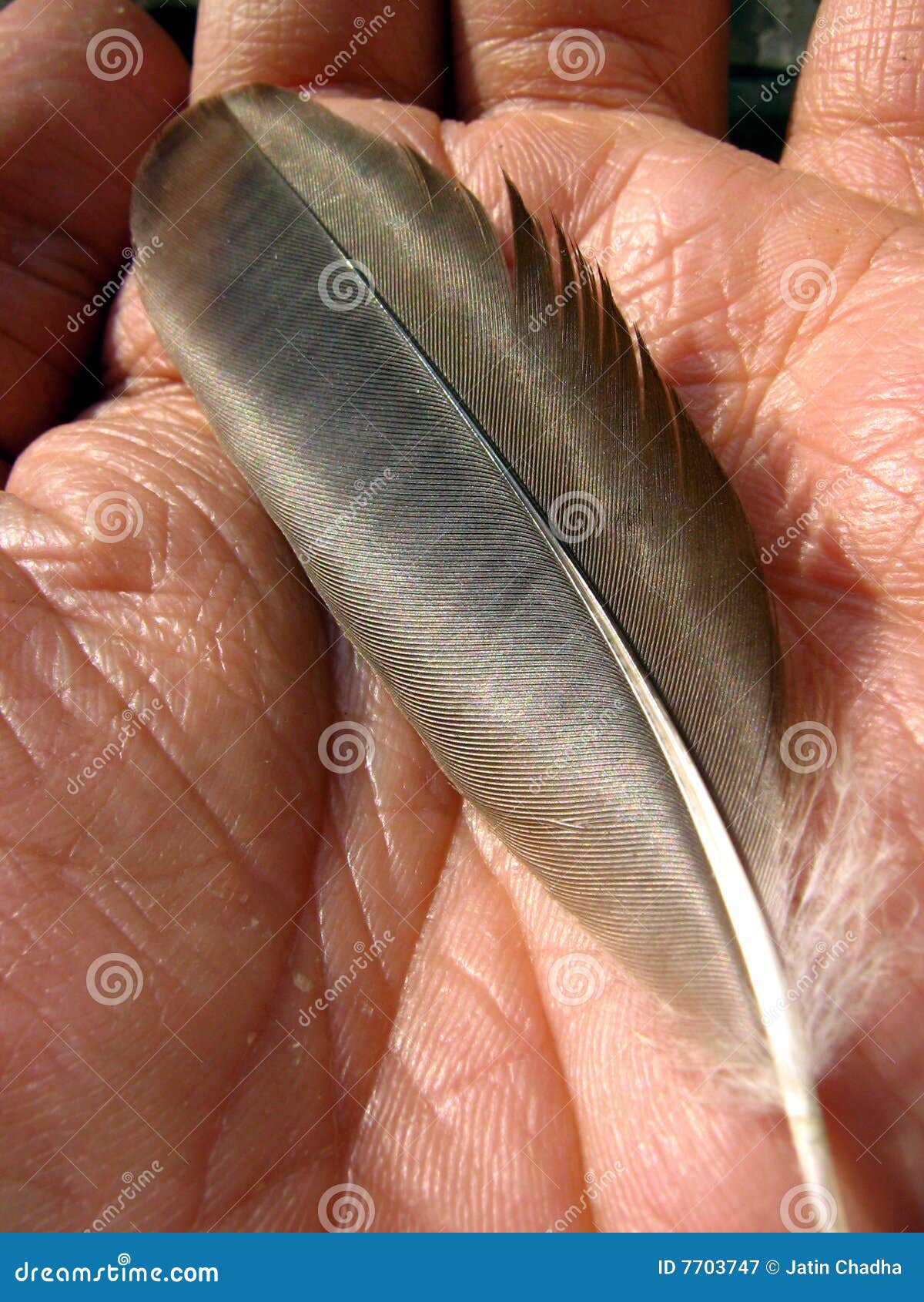 Piuma Del Piccione in Palma Della Mano Immagine Stock - Immagine di ...