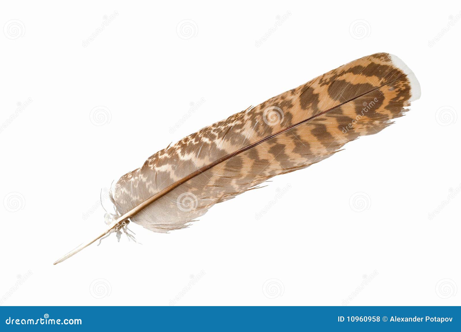 Piuma dell'aquila fotografia stock. Immagine di sogni - 10960958