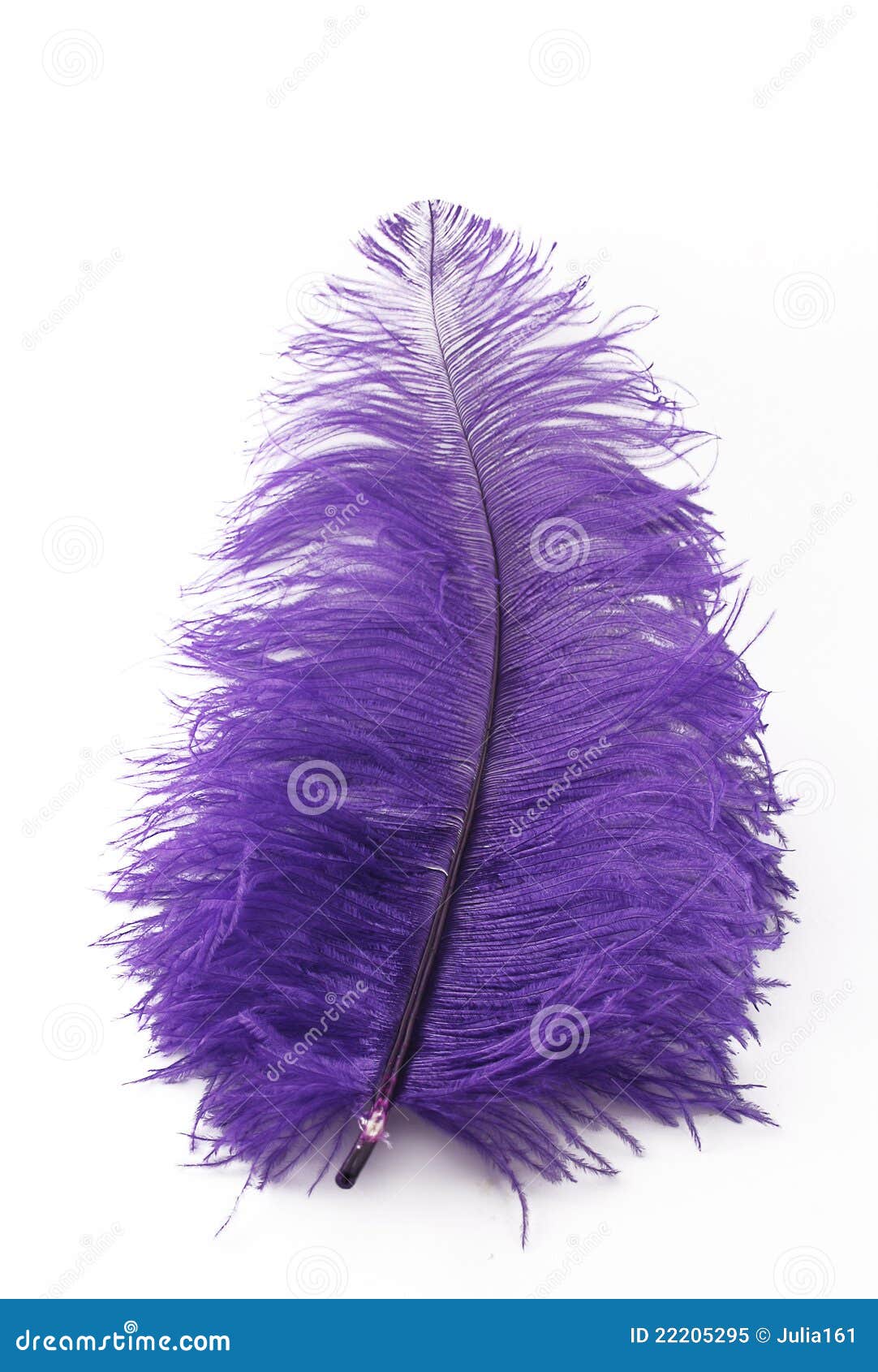 Piuma dello struzzo immagine stock. Immagine di viola - 22205295
