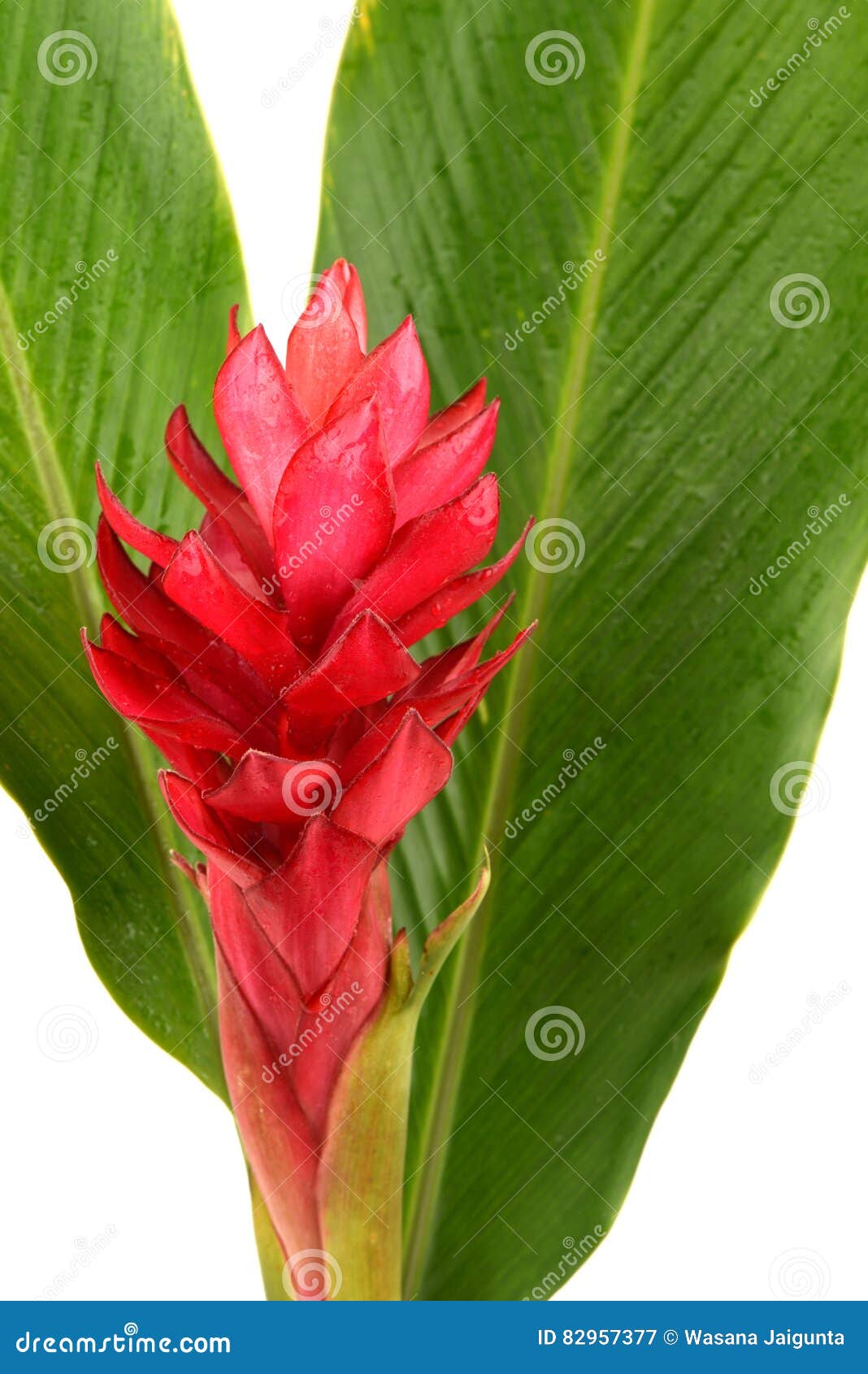 Piuma Dello Struzzo O Dello Zenzero Rosso E Zenzero Rosa Del Cono ...