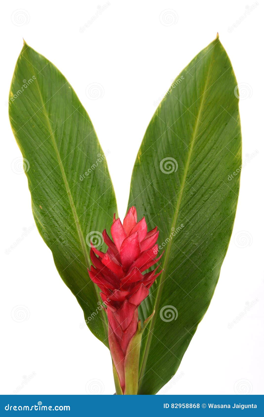 Piuma Dello Struzzo O Dello Zenzero Rosso E Zenzero Rosa Del Cono ...