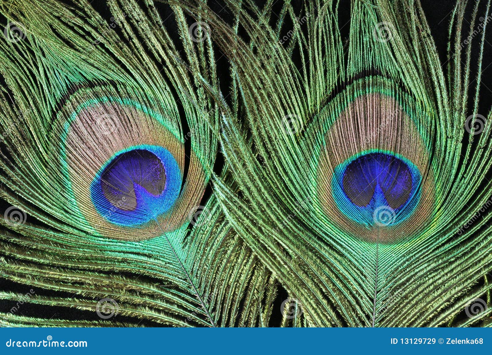 Piuma di un pavone immagine stock. Immagine di colorazione - 13129729