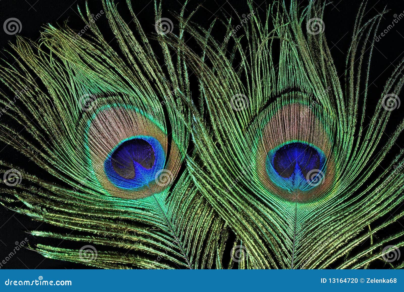 Piuma di un pavone fotografia stock. Immagine di coda - 13164720