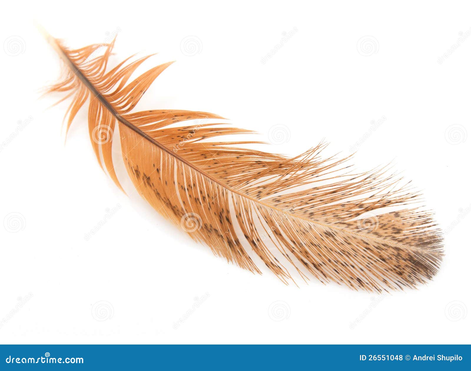 Piuma dorata fotografia stock. Immagine di colorato, piume - 26551048