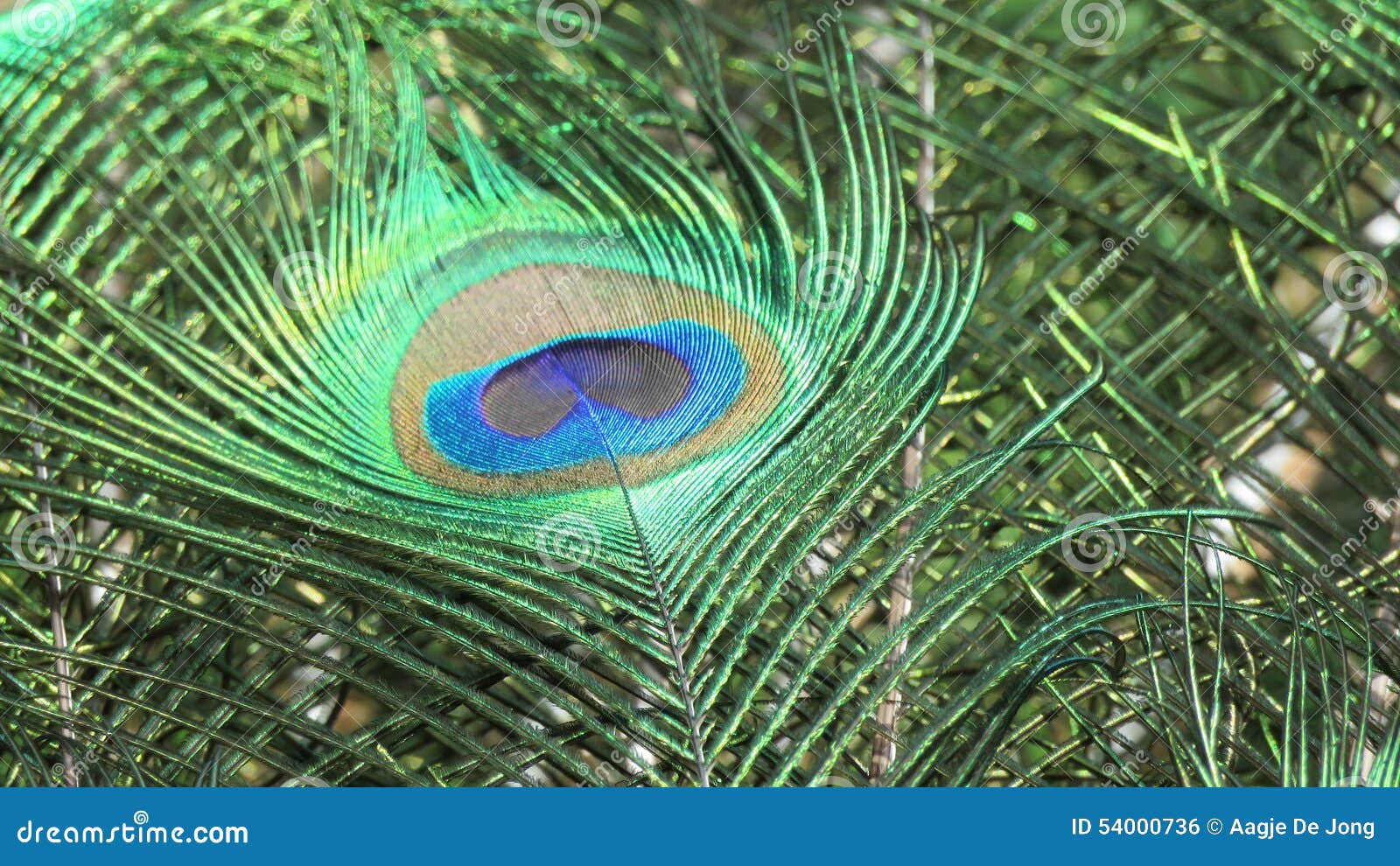 Piuma Maschio Del Pavone in Zoo De Beauval Fotografia Stock - Immagine ...