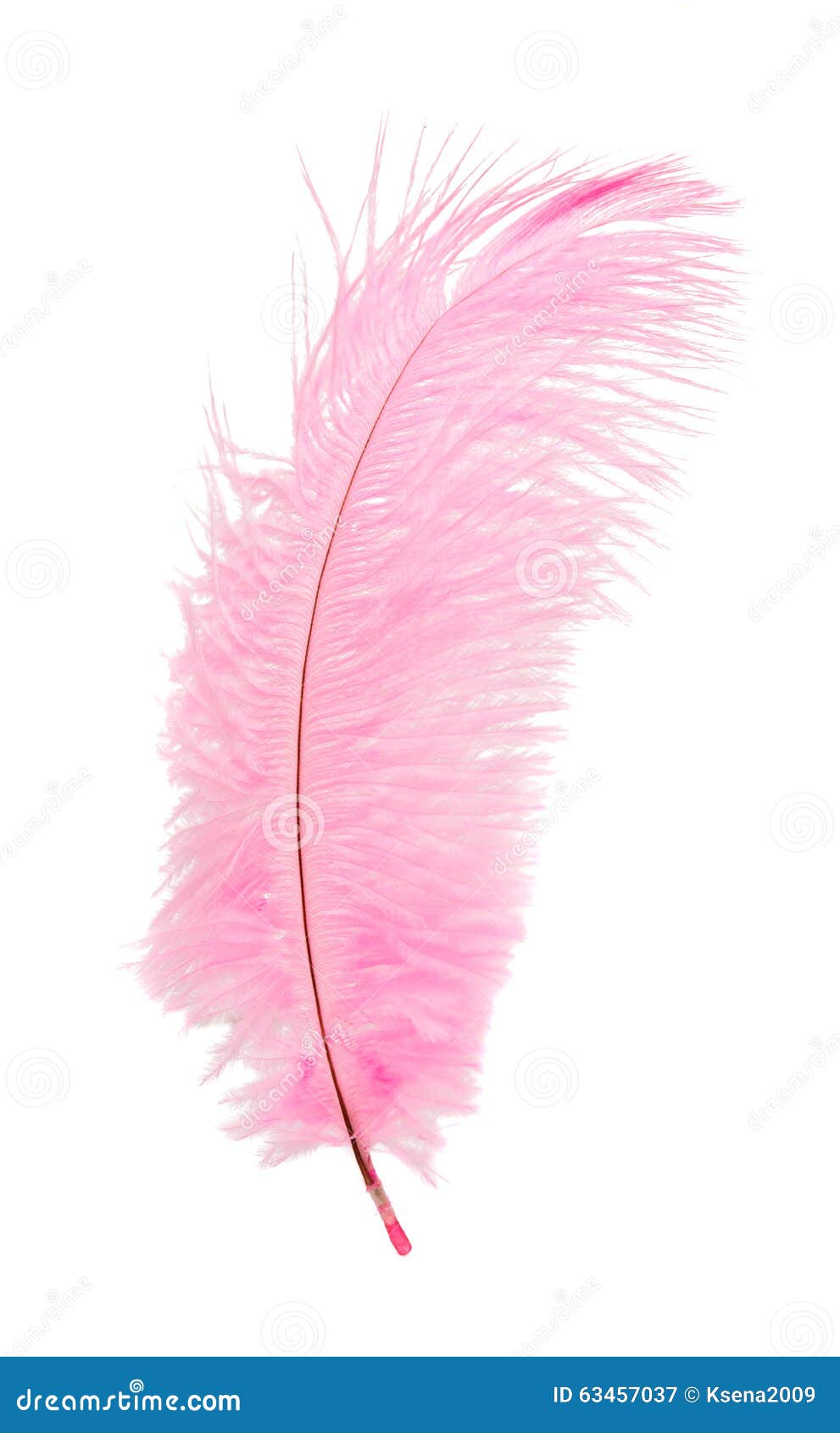 Piuma rosa immagine stock. Immagine di fragile, liscio - 63457037