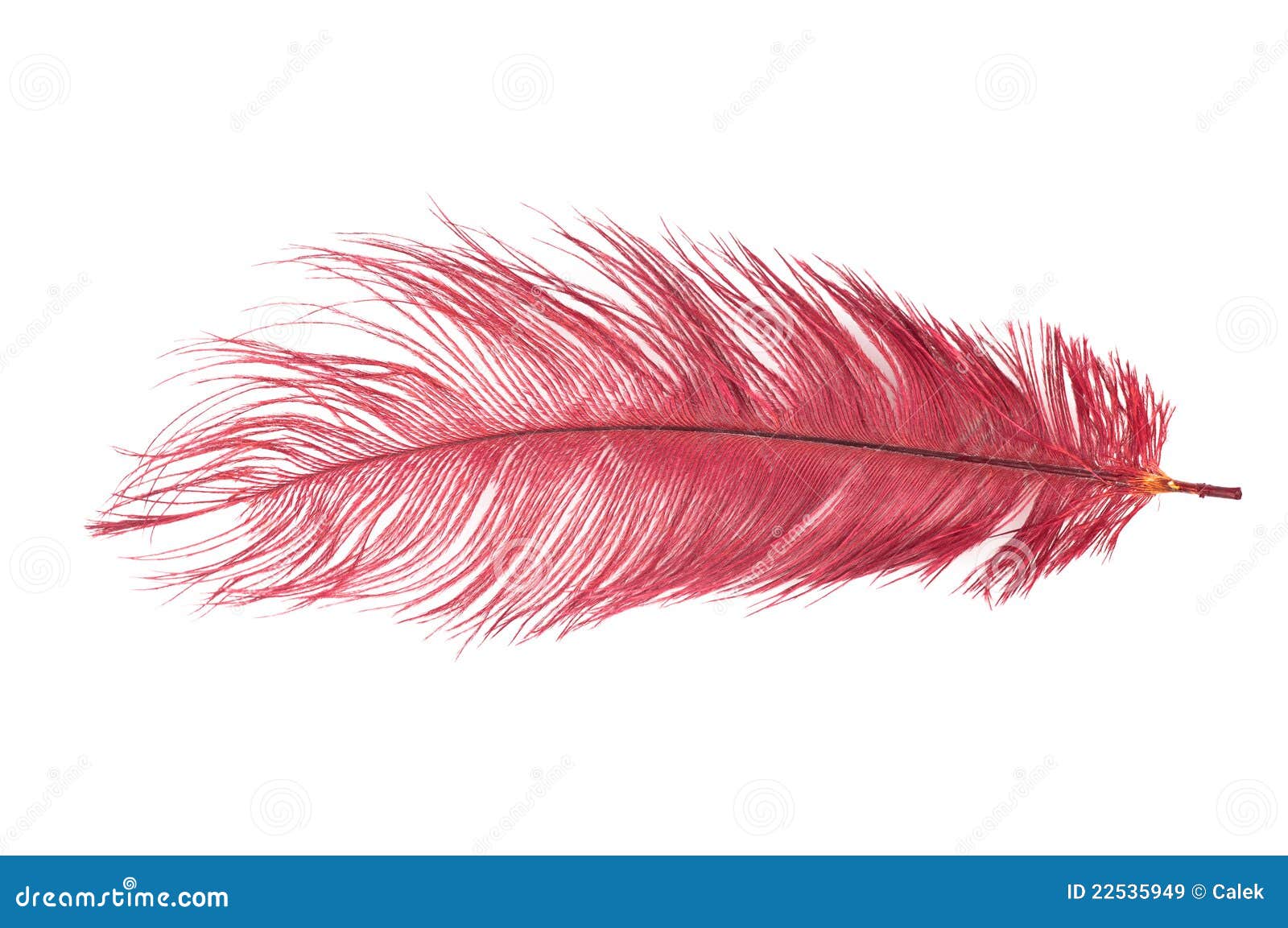 Piuma rossa immagine stock. Immagine di fragile, concetti - 22535949