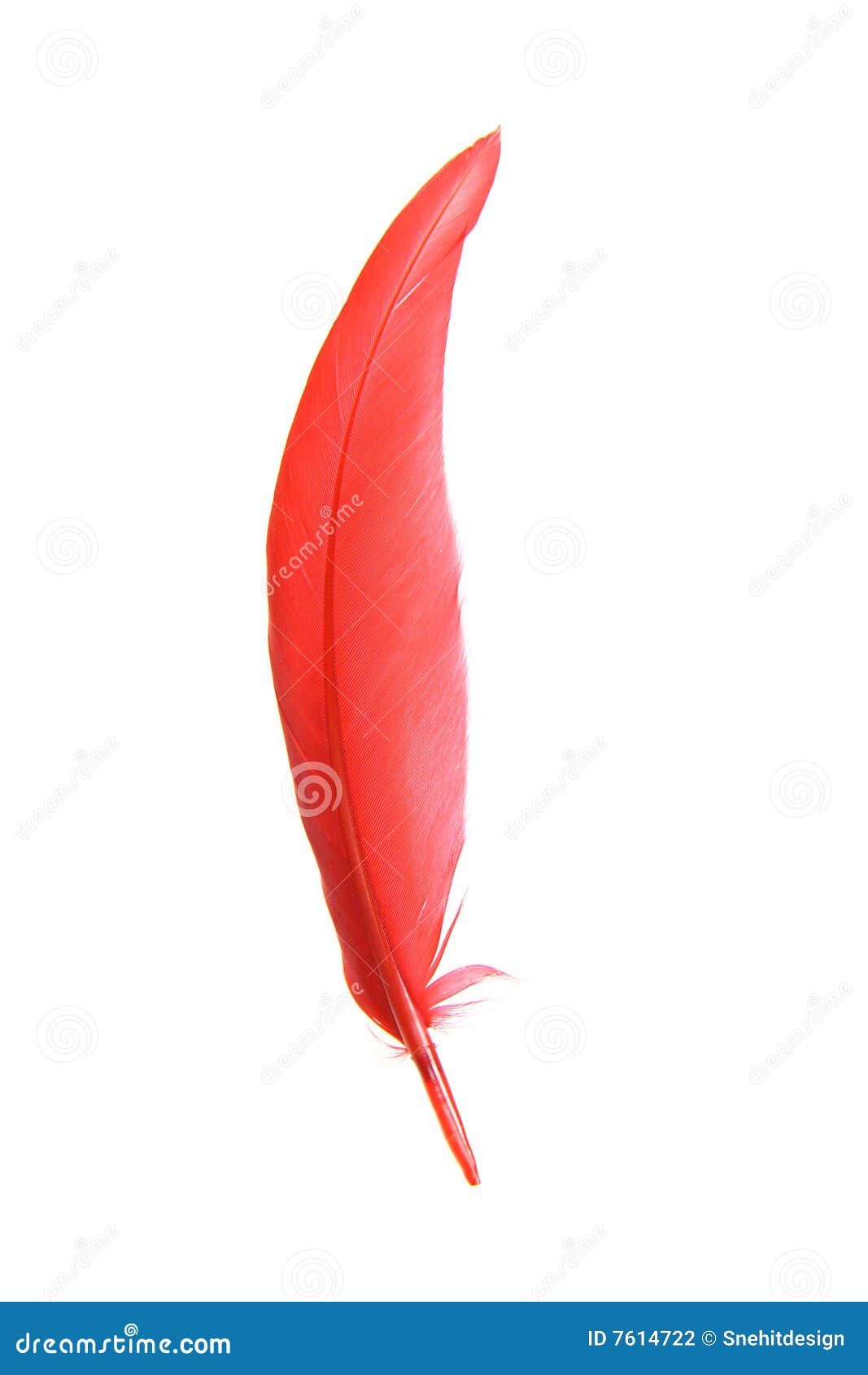 Piuma rossa fotografia stock. Immagine di uccello, singolo - 7614722
