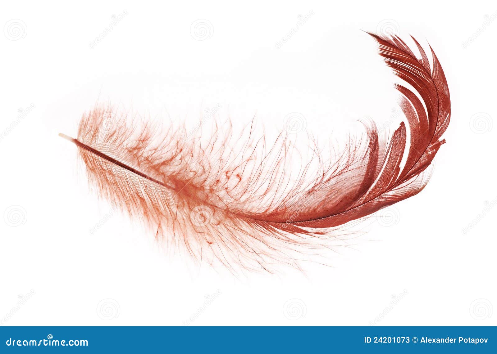 Piuma Rosso Scuro Isolata Su Bianco Immagine Stock - Immagine di ...