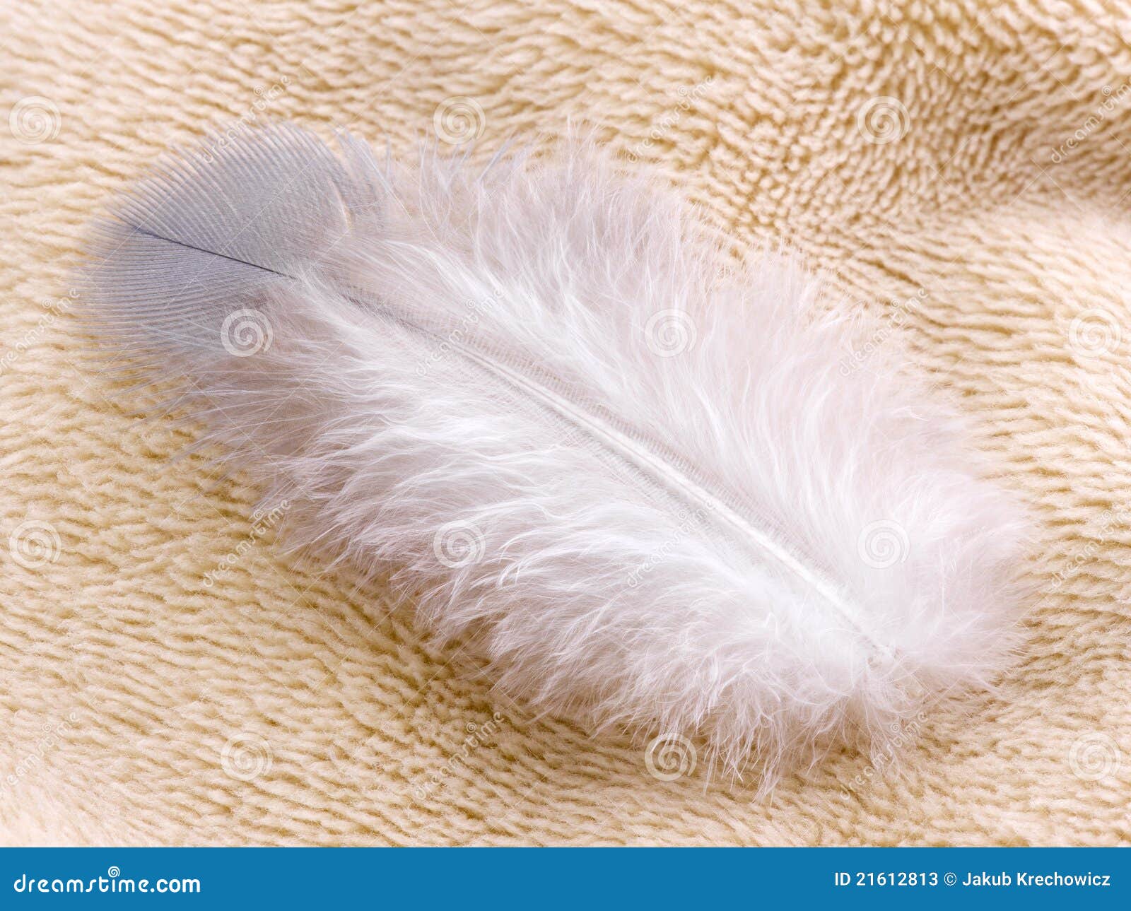 Piuma su tessuto immagine stock. Immagine di giù, uccello - 21612813