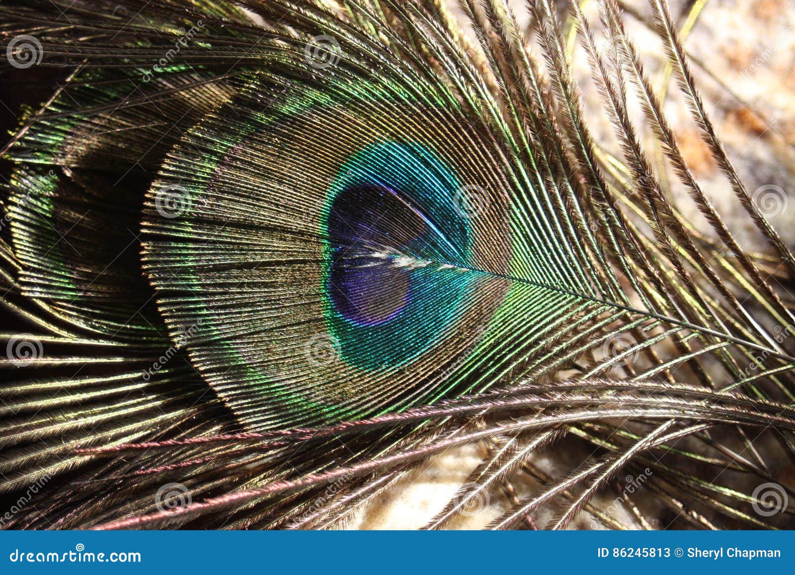 Piuma Variopinta Del Pavone Immagine Stock - Immagine di colorato ...
