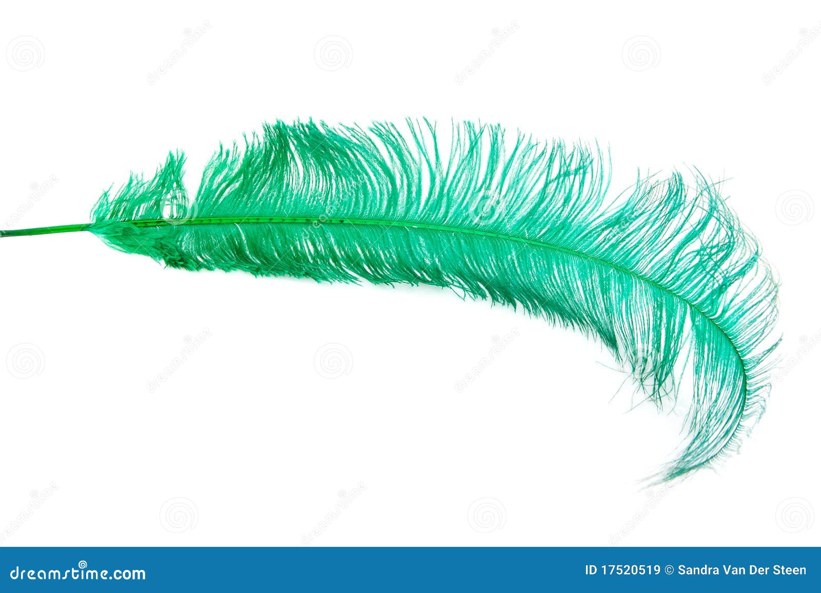 Piuma verde immagine stock. Immagine di verde, piuma - 17520519