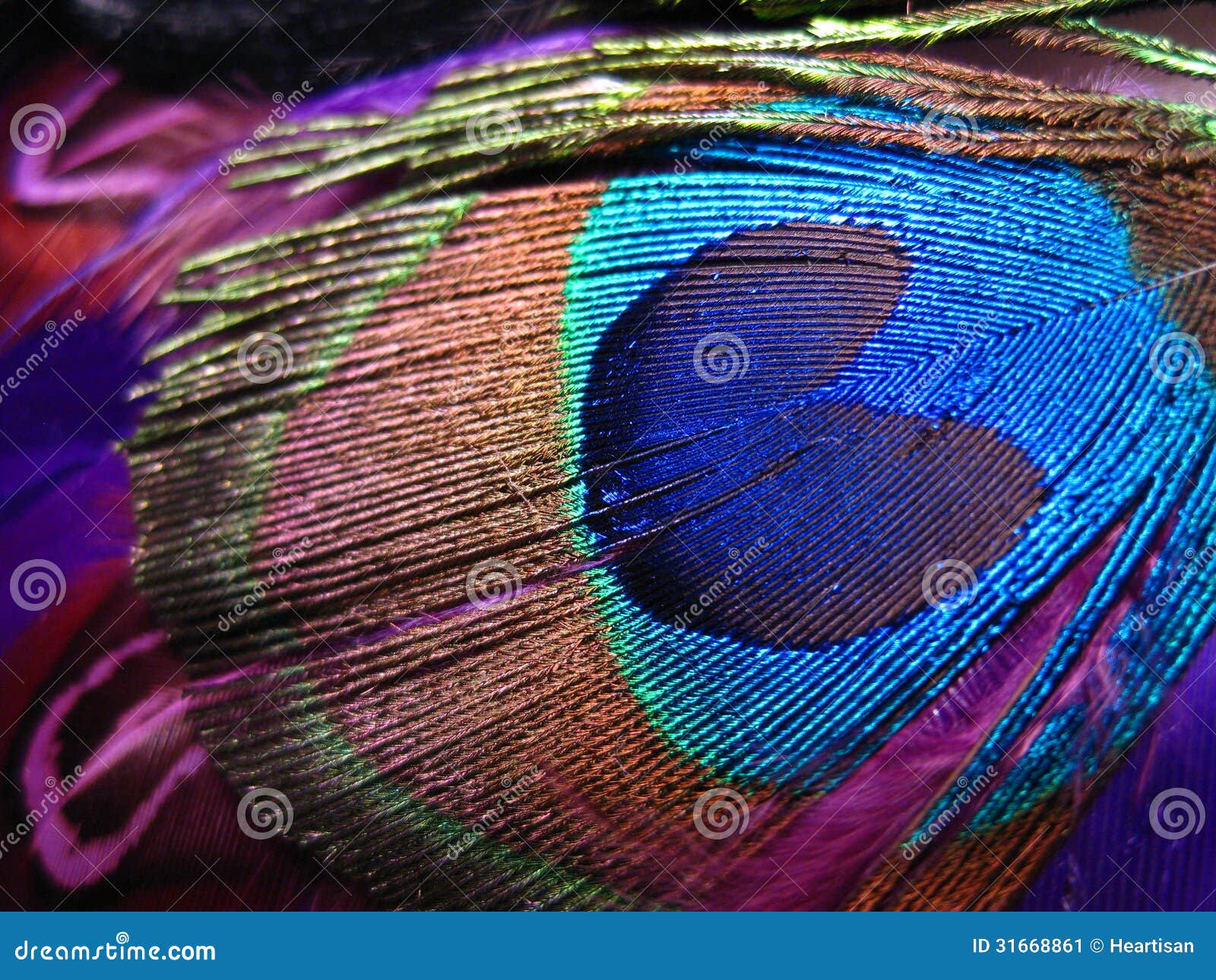 Piuma vibrante del pavone immagine stock. Immagine di cuore - 31668861