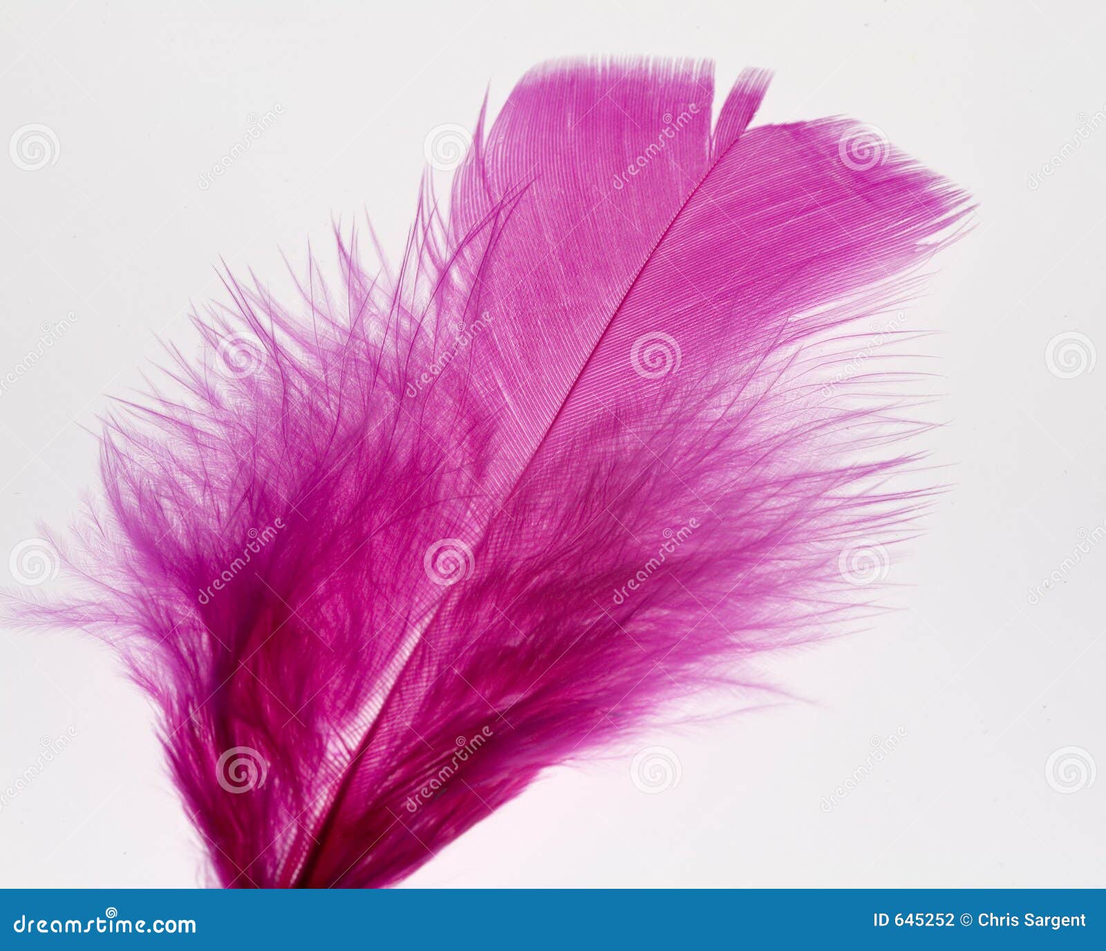 Piuma viola fotografia stock. Immagine di morbido, luminoso - 645252