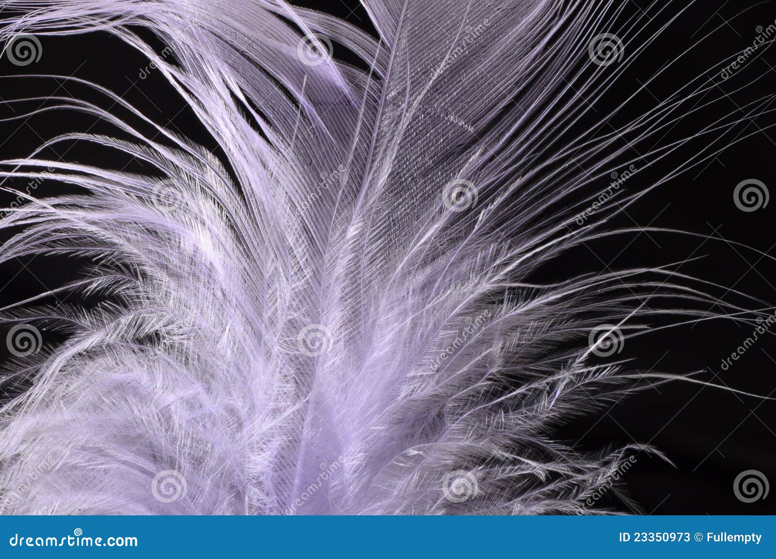 807 Piuma Viola Colorata Foto - Foto Stock Gratis e Royalty-Free da ...