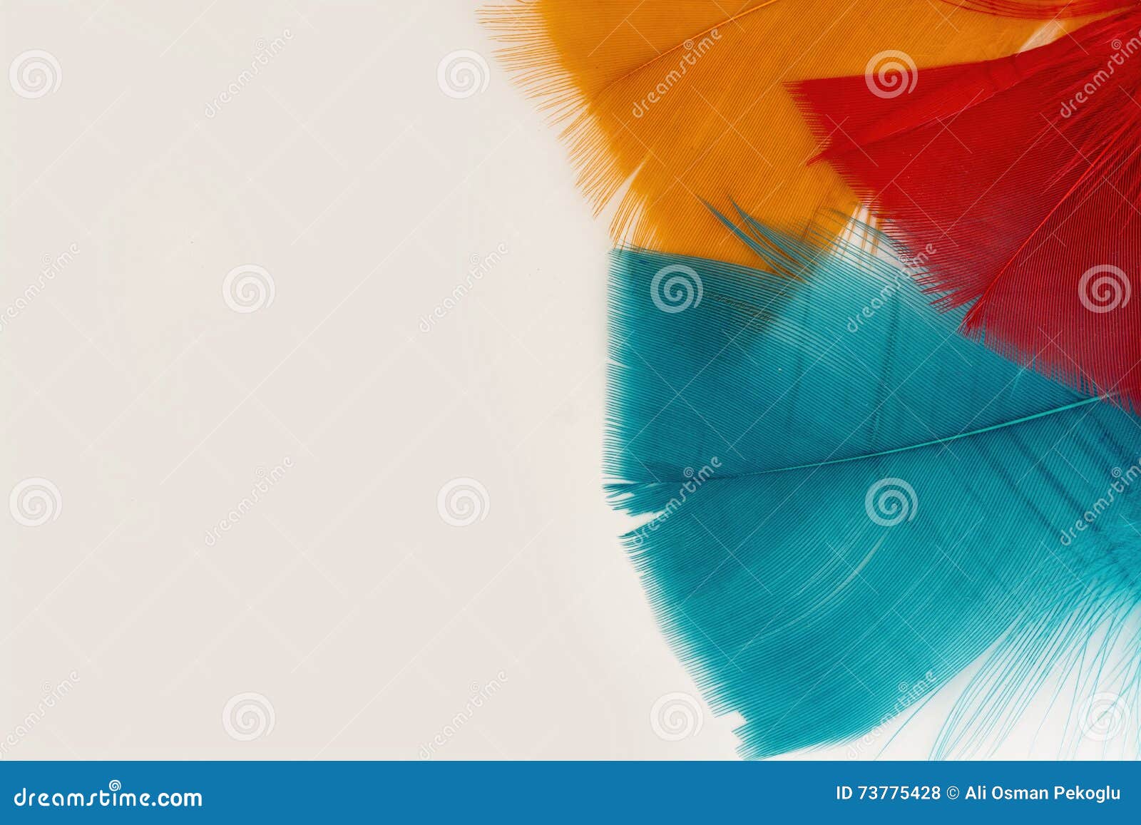 Piume colorate fotografia stock. Immagine di colorato - 73775428