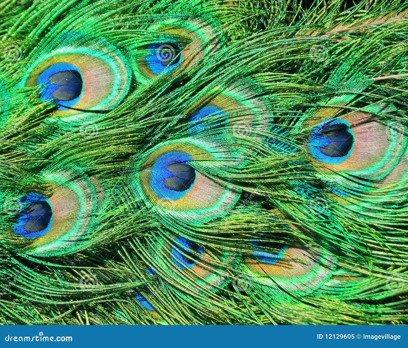 Piume del pavone immagine stock. Immagine di verde, modo - 12129605