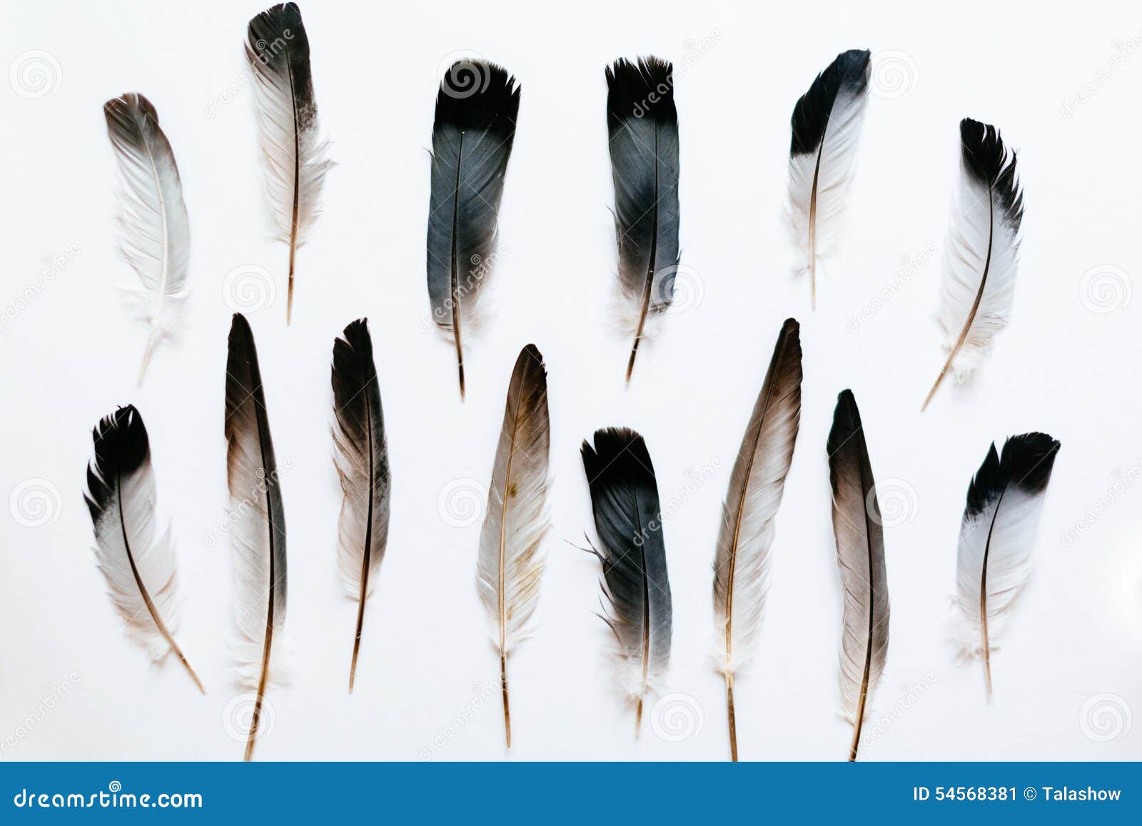 Piume dell'uccello immagine stock. Immagine di aquila - 54568381