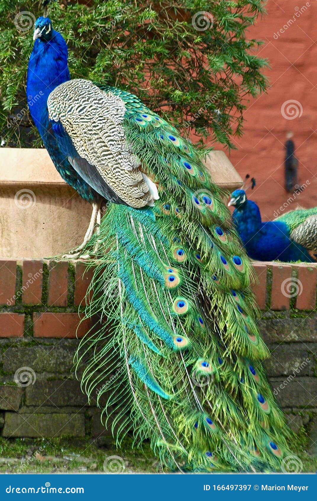 Piume Di Coda Di Un Uccello Di Pavone Immagine Stock - Immagine di ...