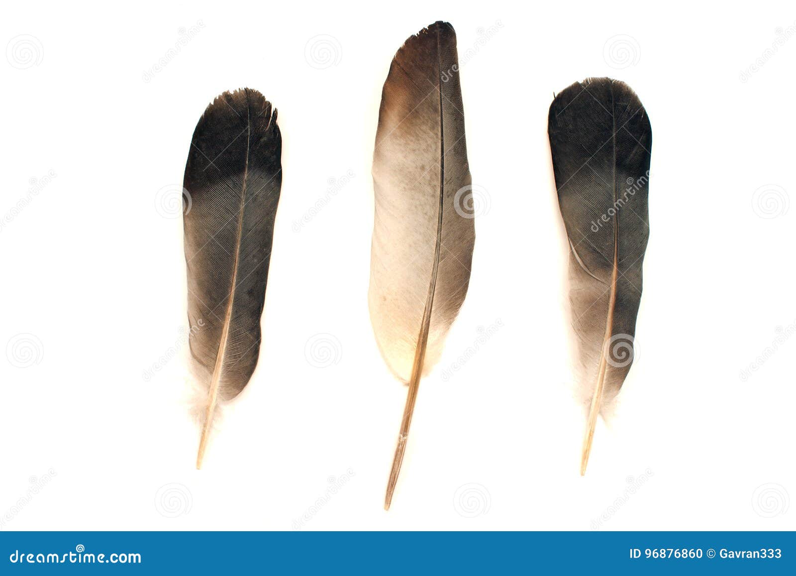 Piume Isolate Su Fondo Bianco Fotografia Stock - Immagine di luce ...