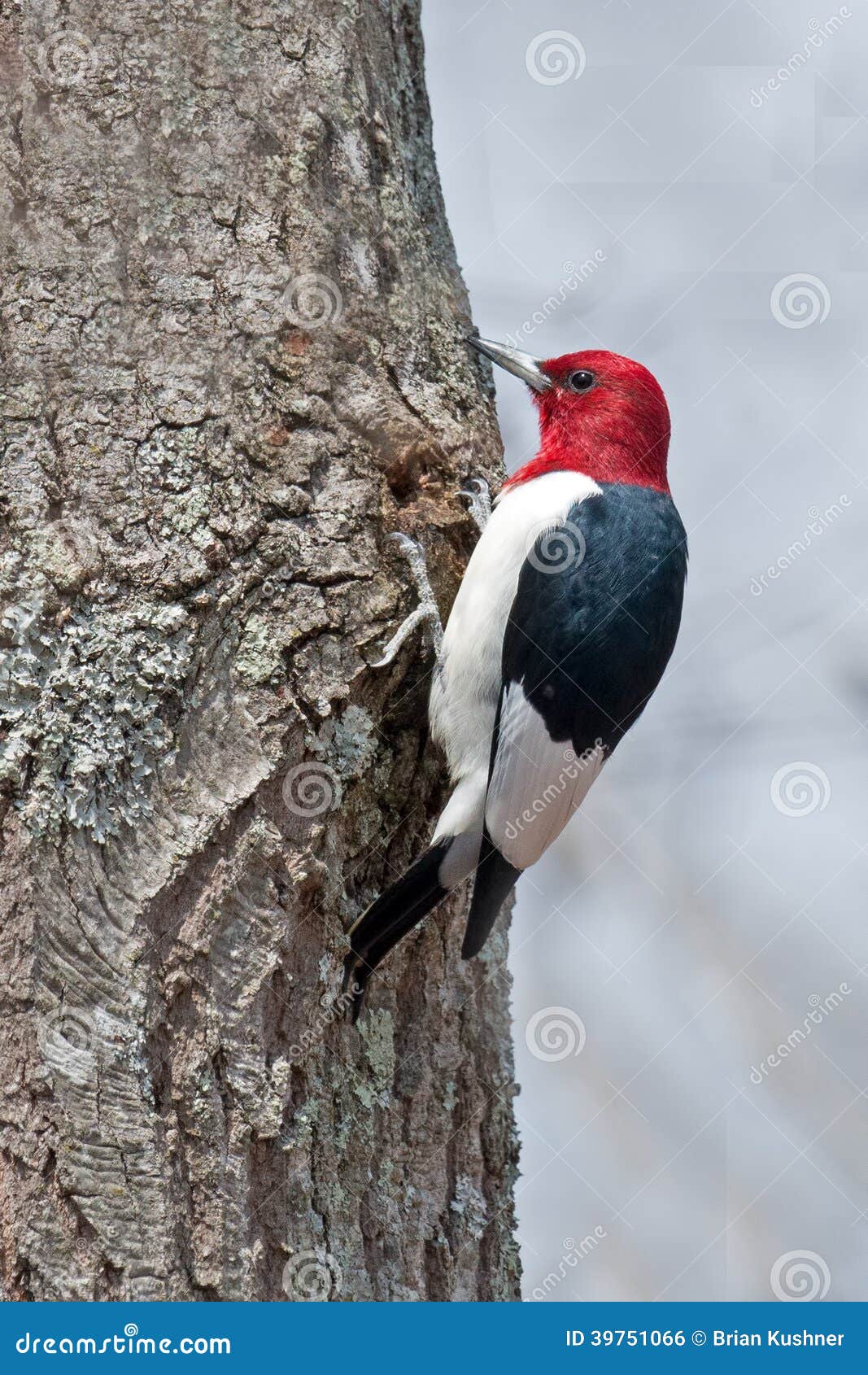 Pivert à tête rouge photo stock. Image du nature, rouge - 39751066