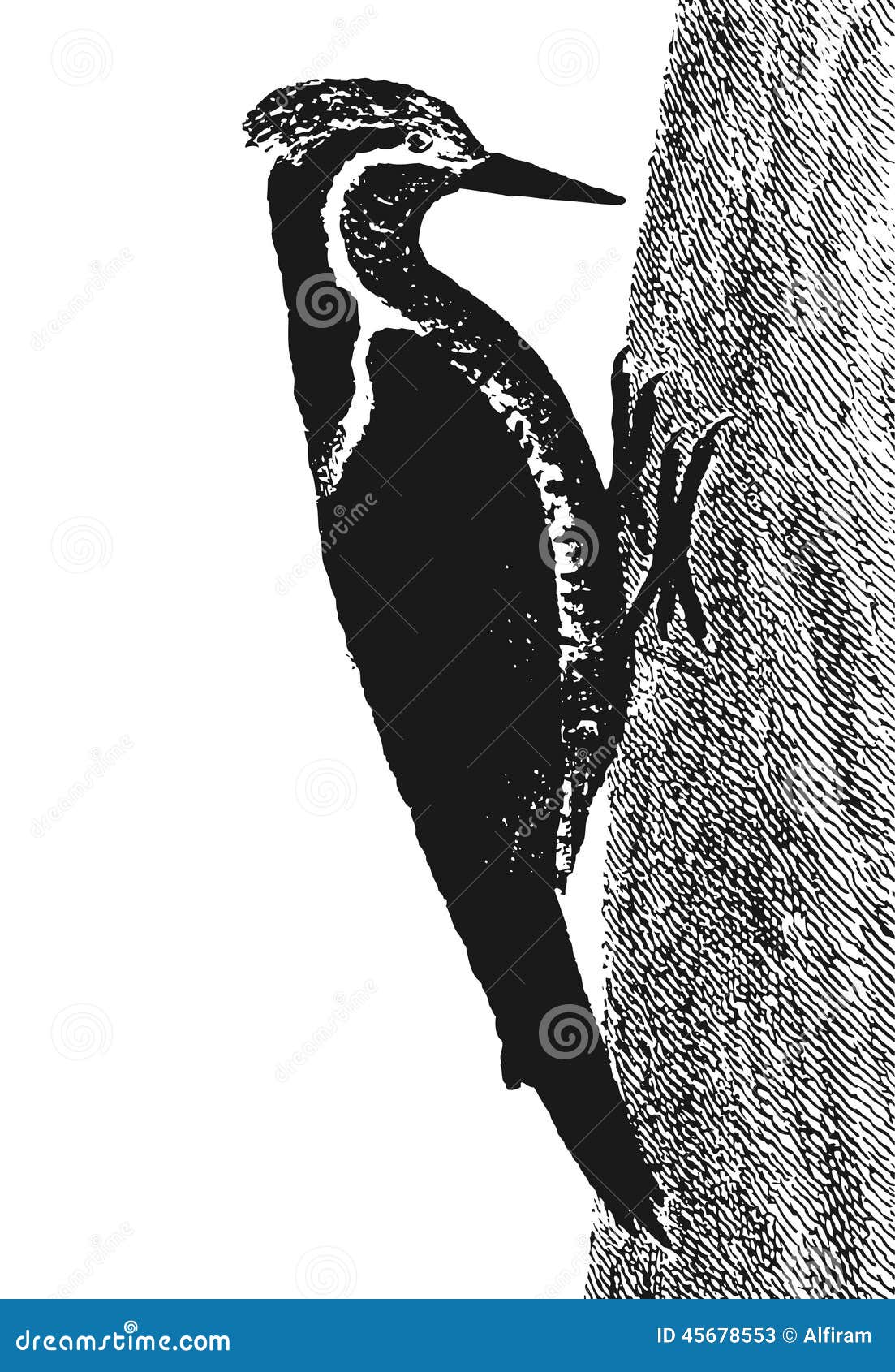 Pivert illustration de vecteur. Illustration du ornithologie - 45678553