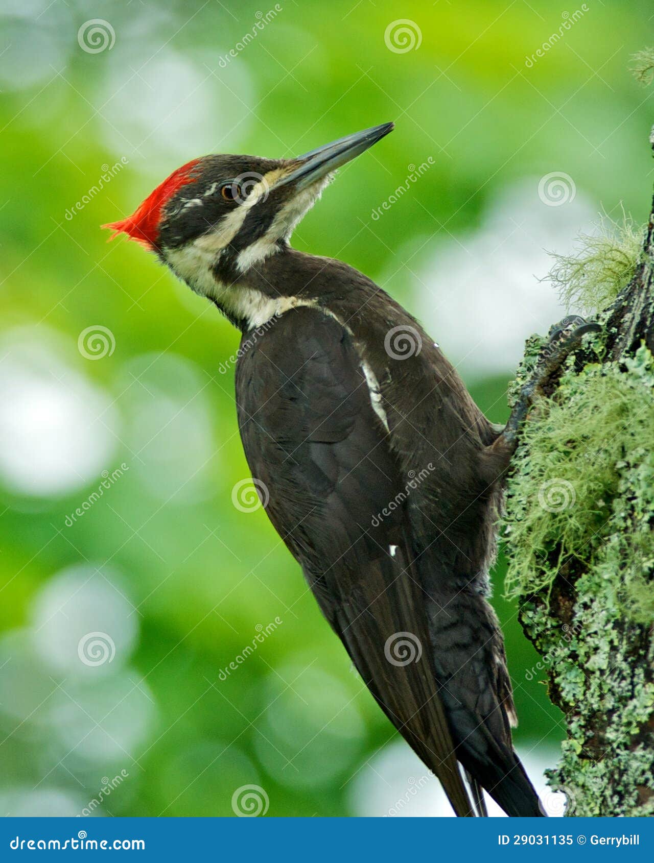 Pivert de Pileated image stock. Image du tête, neuf, rouge - 29031135