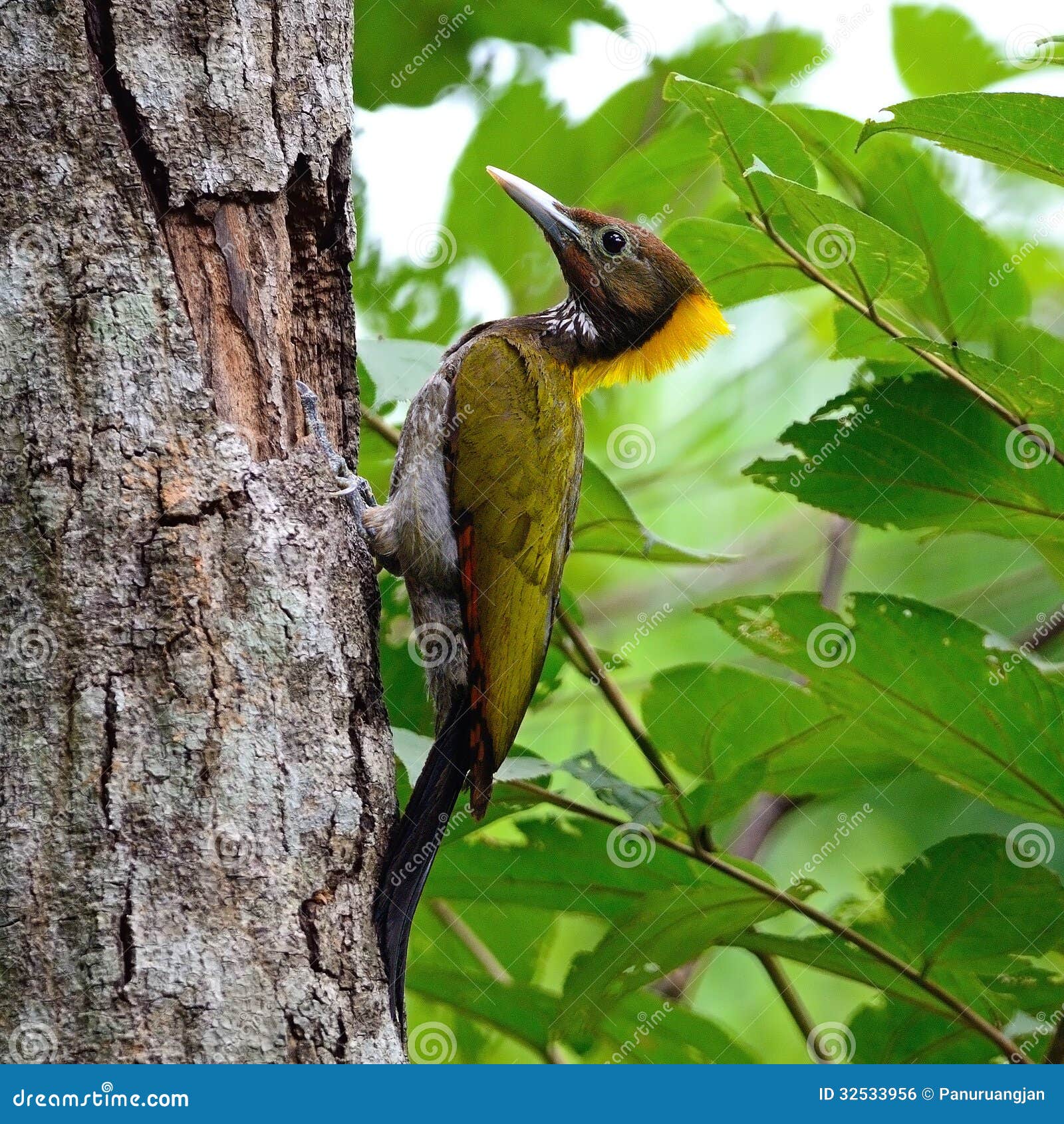Pivert jaune-naped photo stock. Image du alimenter, emboîtement - 32533956