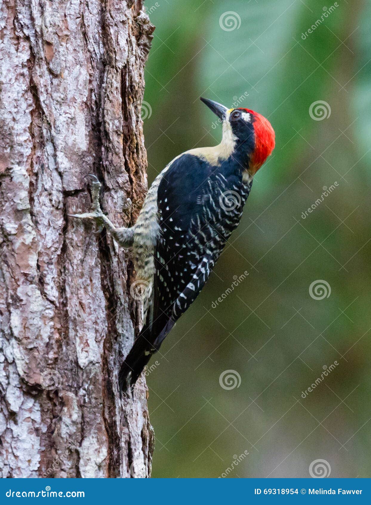 Pivert Noir-cheeked photo stock. Image du latin, tropical - 69318954
