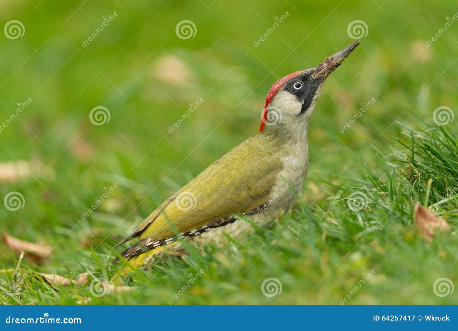 Pivert vert européen image stock. Image du faune, animal - 64257417