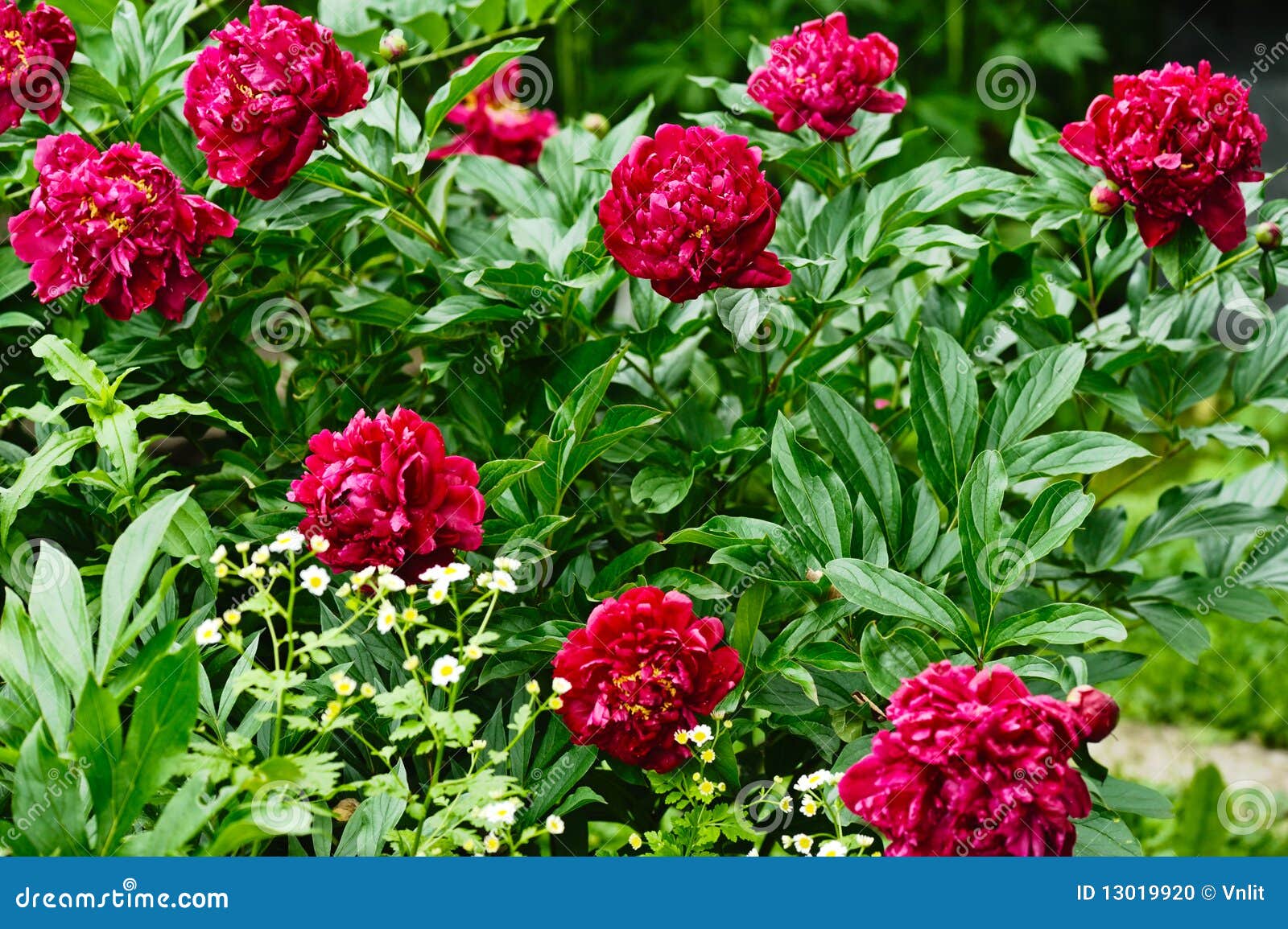 Pivoine rouge photo stock. Image du jardinage, parfum - 13019920