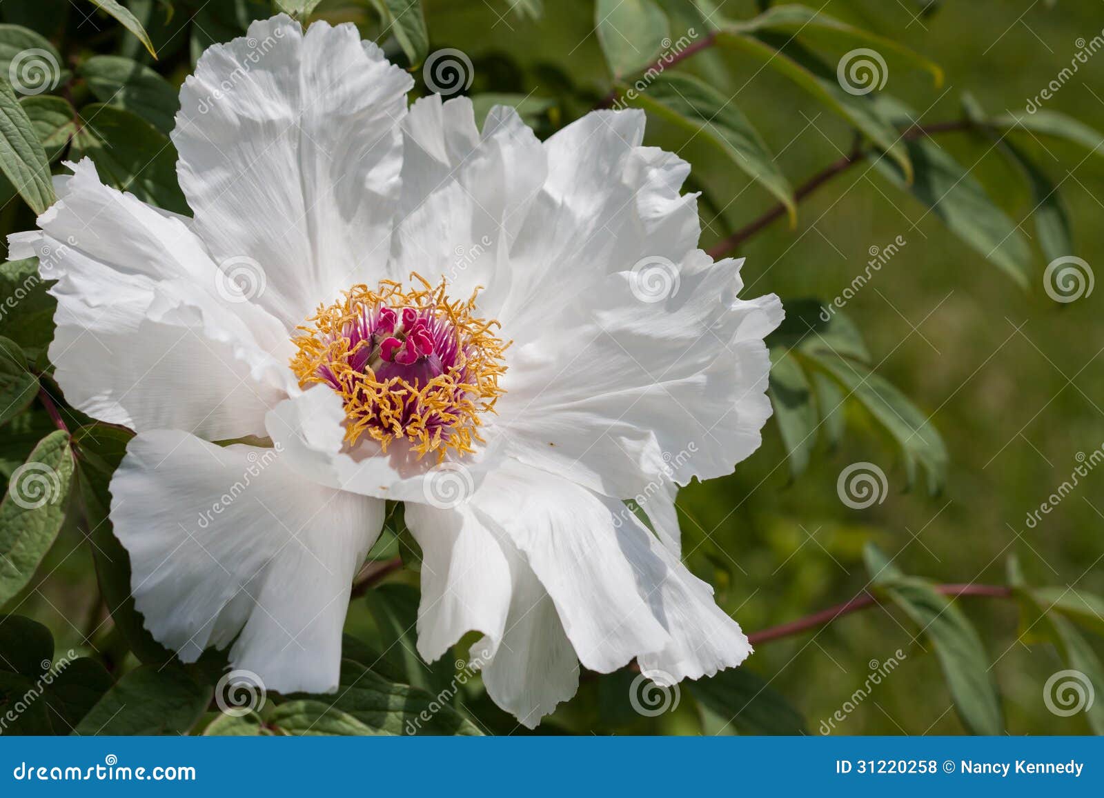 Pivoine Simple Blanche De Forme Photo stock - Image du pivoine, tony ...